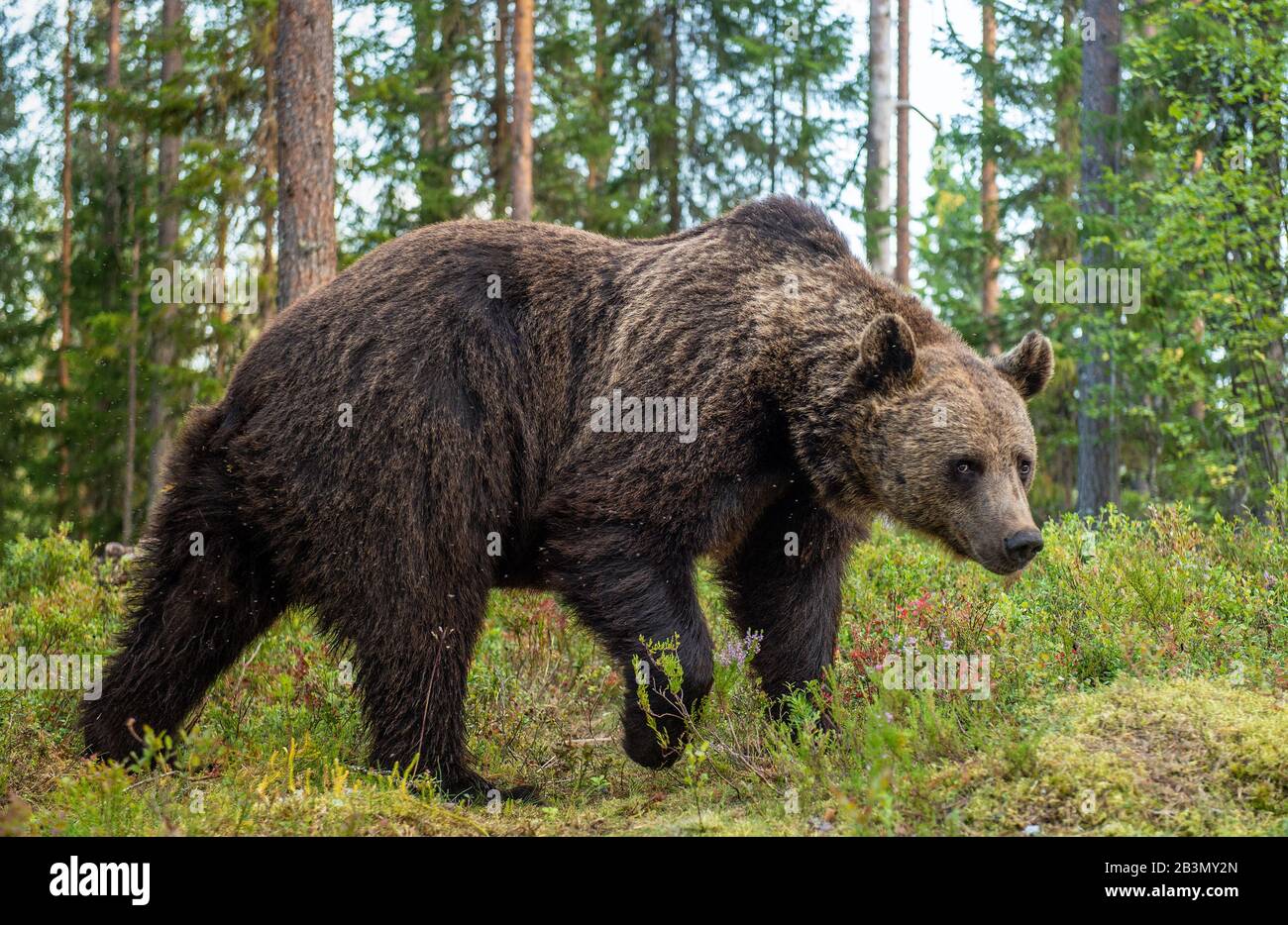 Adult male of brown bear at autumn forest. Natural habitat. pine forest ...