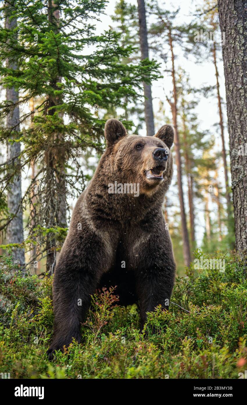 Adult male of brown bear at autumn forest. Front view. Natural habitat ...