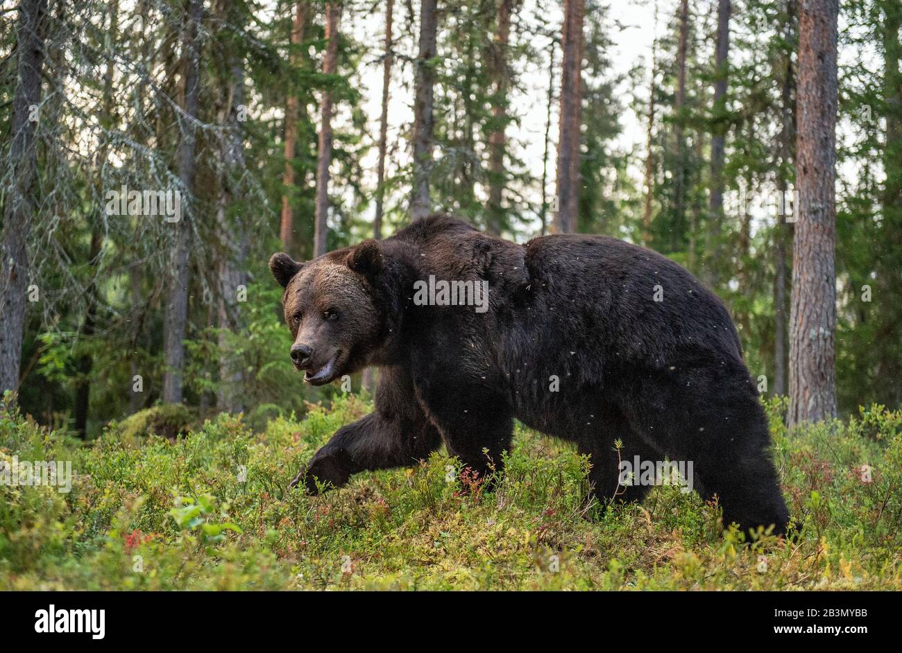Adult male of brown bear at autumn forest. Natural habitat. pine forest ...