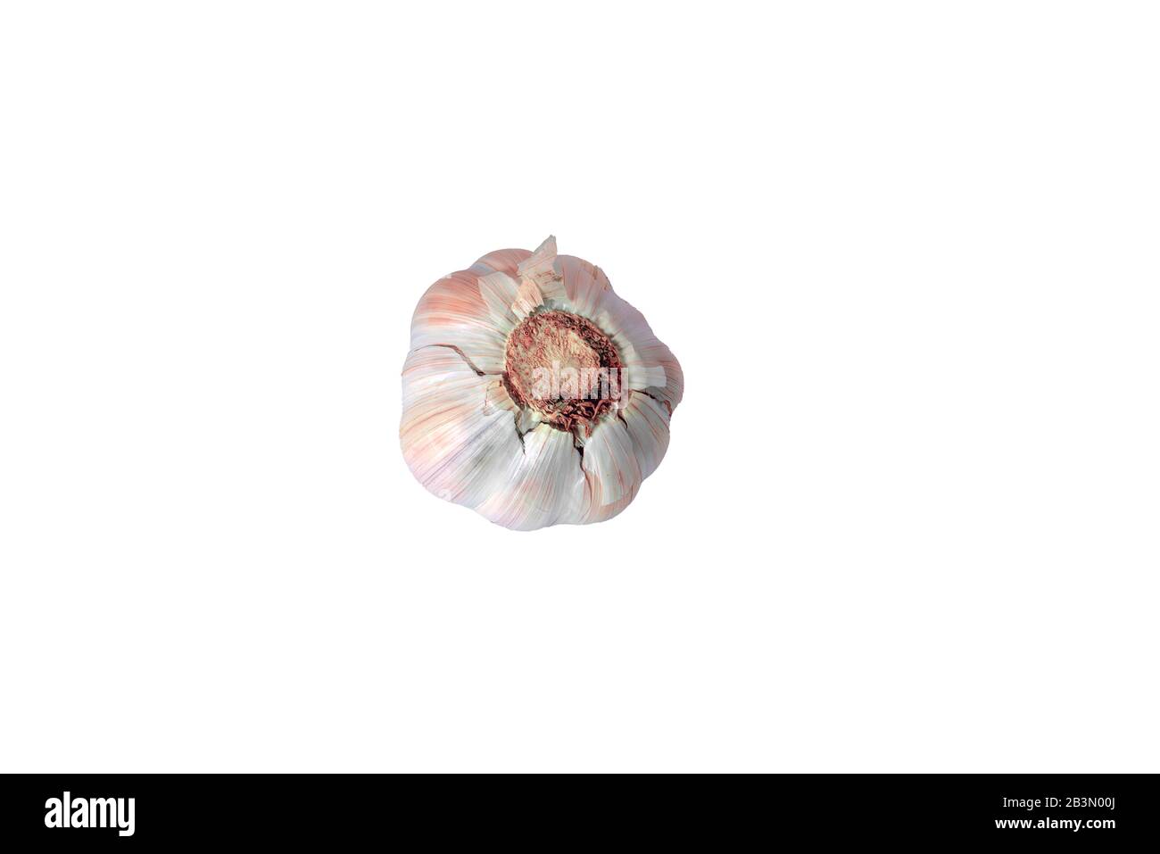 Single fresh garlic bulb on white background Stock Photo - Alamy