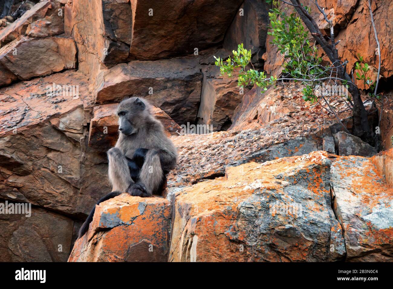 Baboon watching hi-res stock photography and images - Alamy