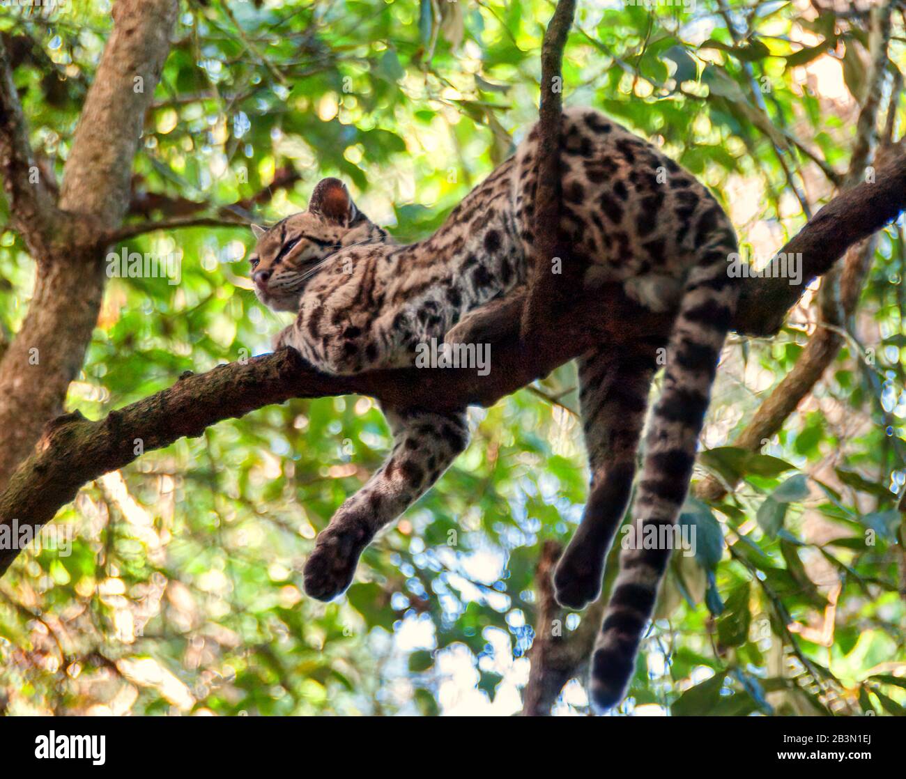 Tree ocelot hi-res stock photography and images - Alamy