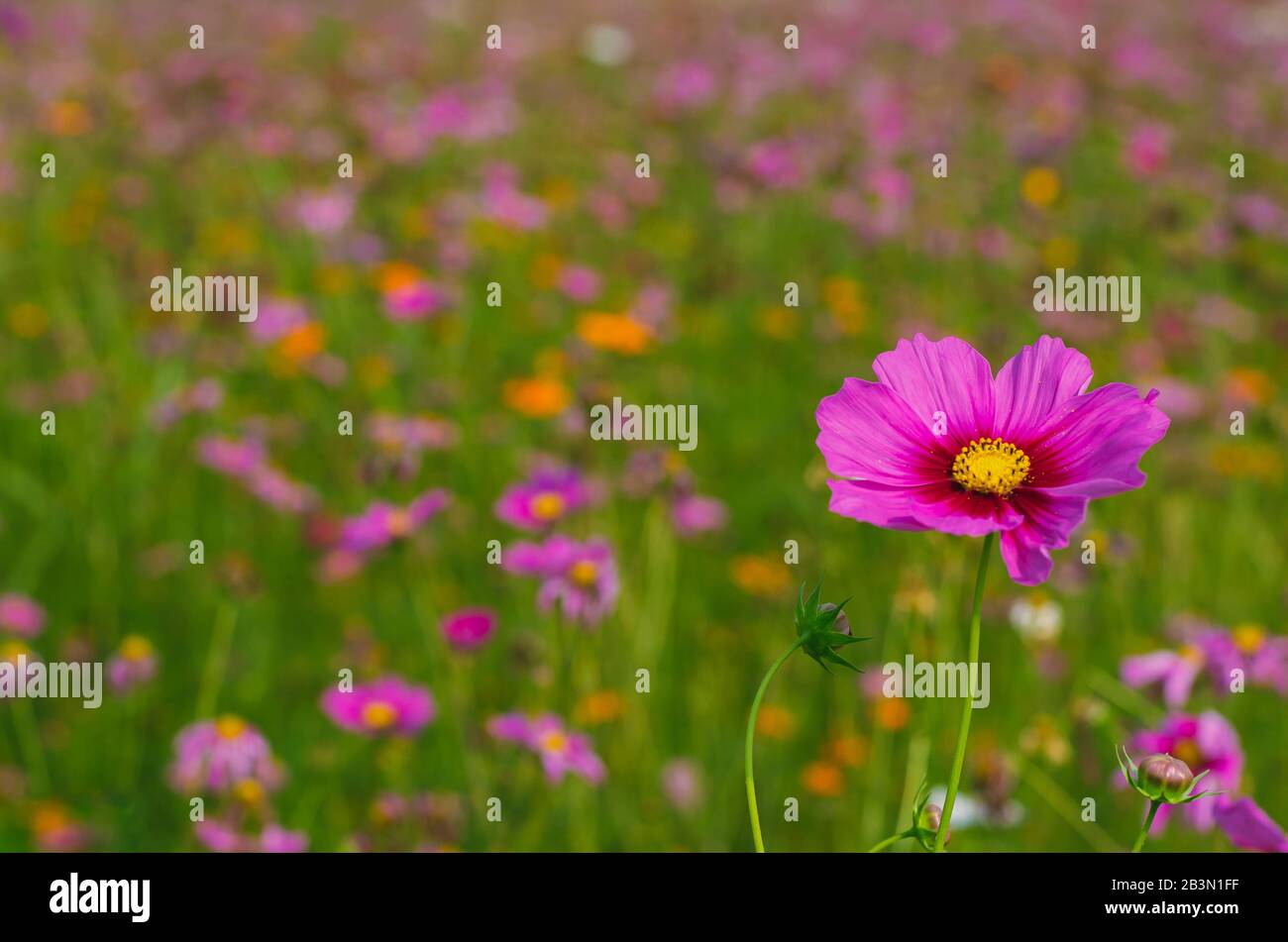 Cosmos flowers with colorful background for spring flower concept Stock ...