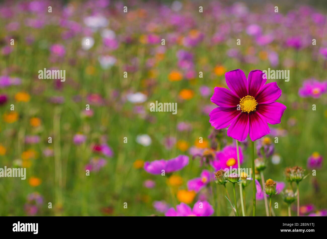 Cosmos flowers with colorful background for spring flower concept Stock ...