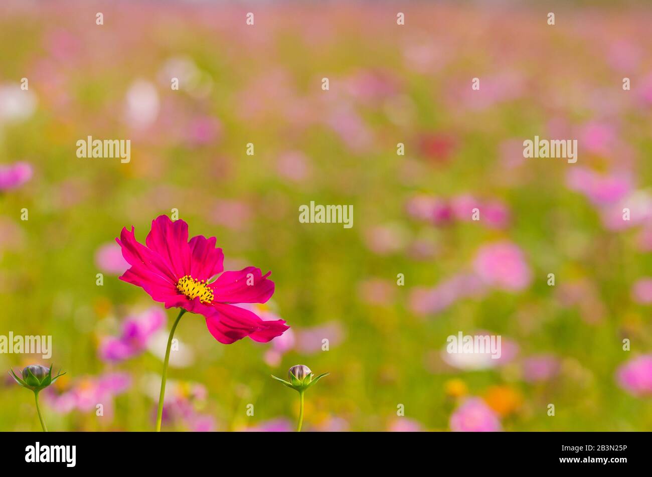 Cosmos flowers with colorful background for spring flower concept Stock ...