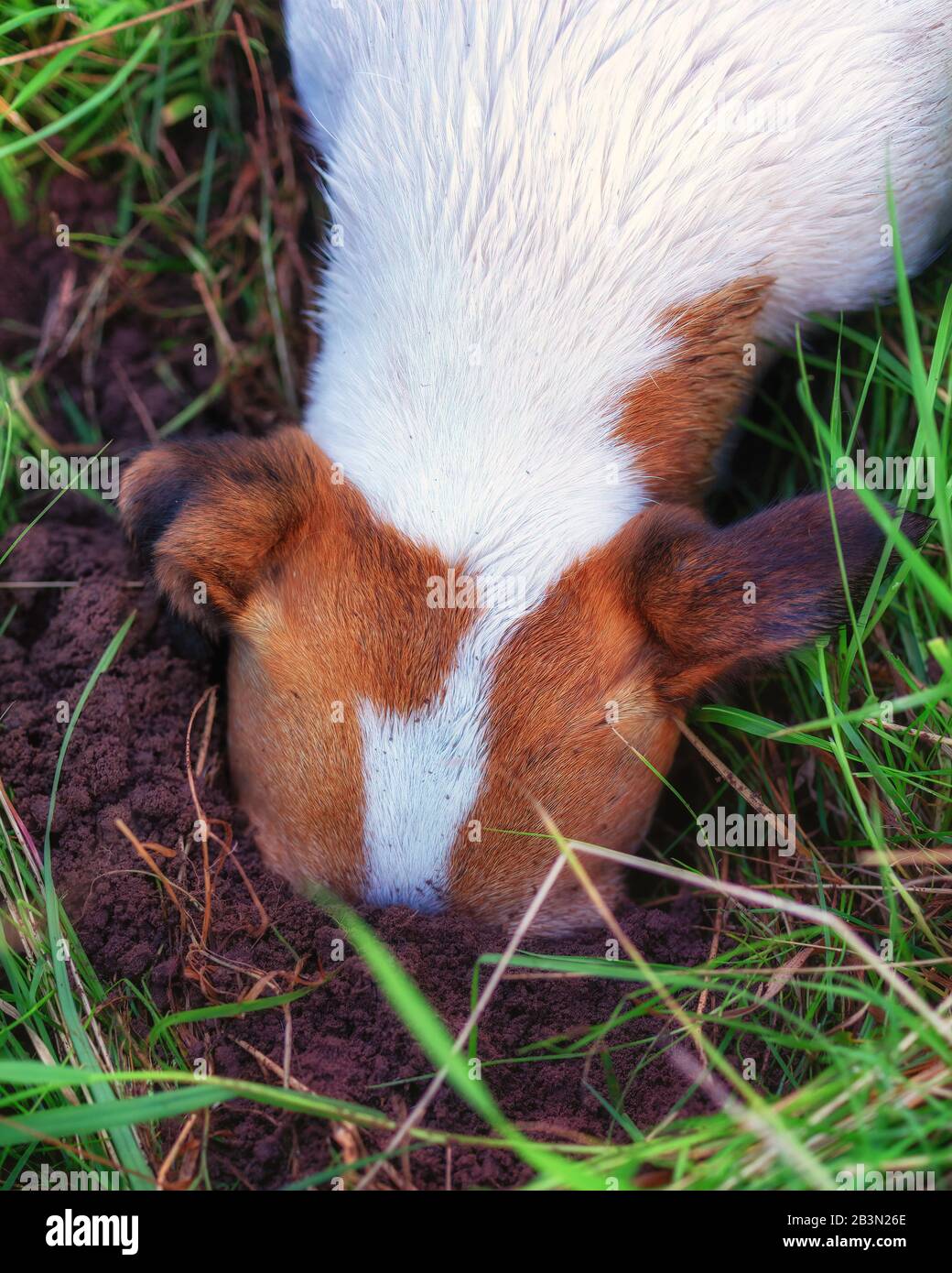 A Jack Russell Terrier investigates a mole hill her muzzle shoved into ...