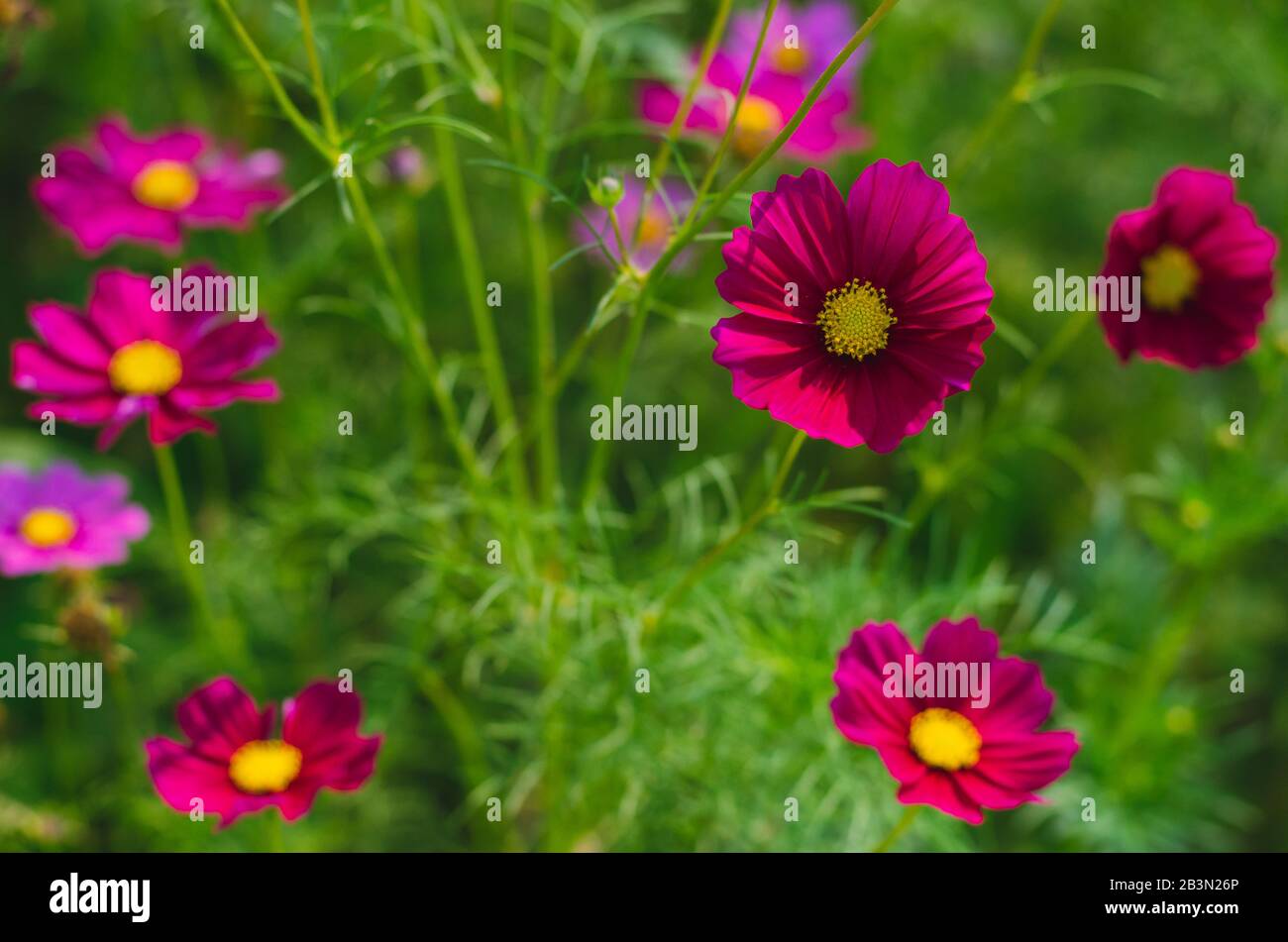 Cosmos flowers with colorful background for spring flower concept Stock ...