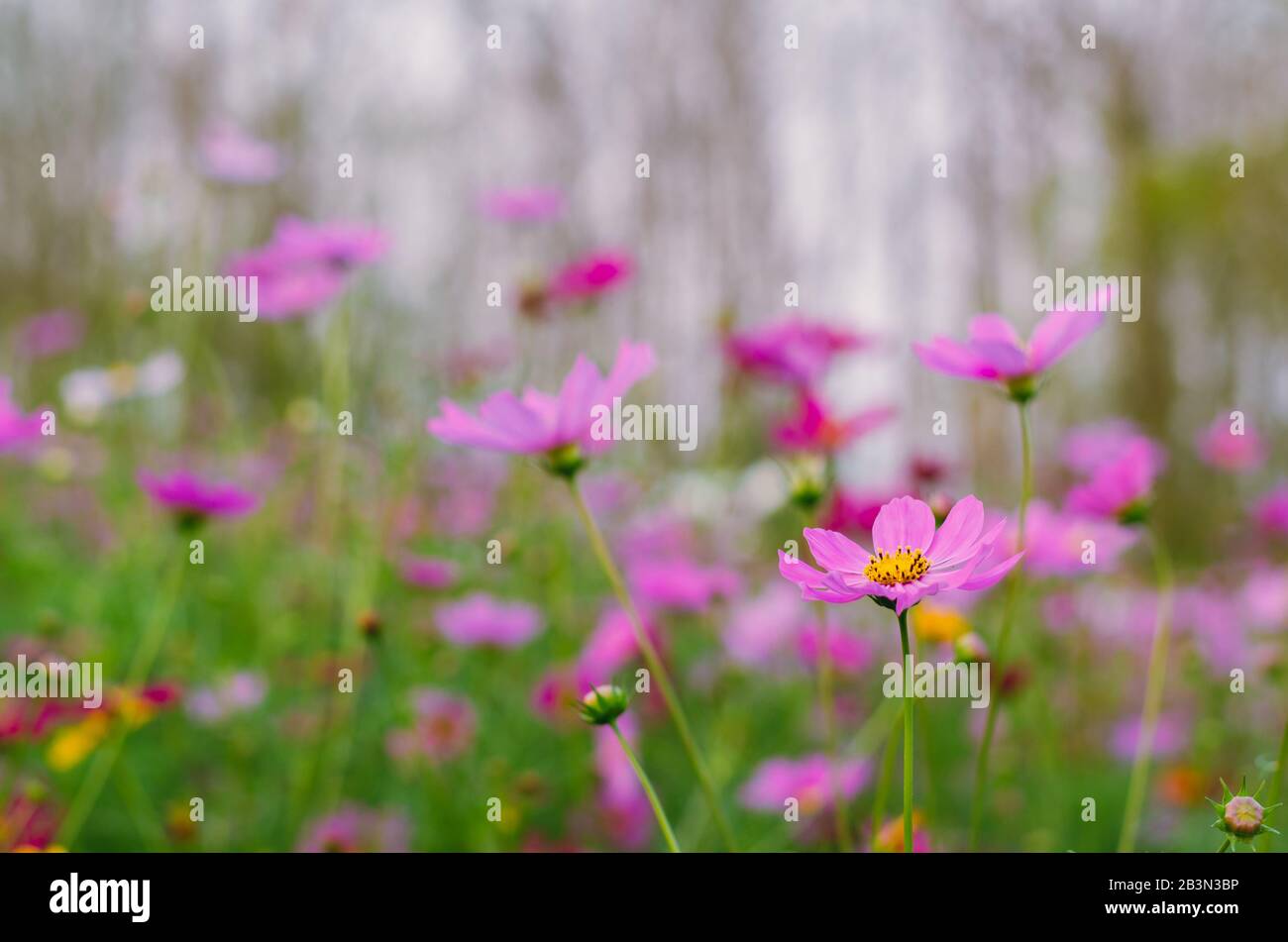 Cosmos flowers with colorful background for spring flower concept Stock ...