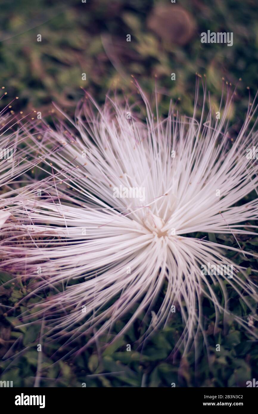 Flower of Barringtonia asiatica, fish poison tree, putat or sea poison ...