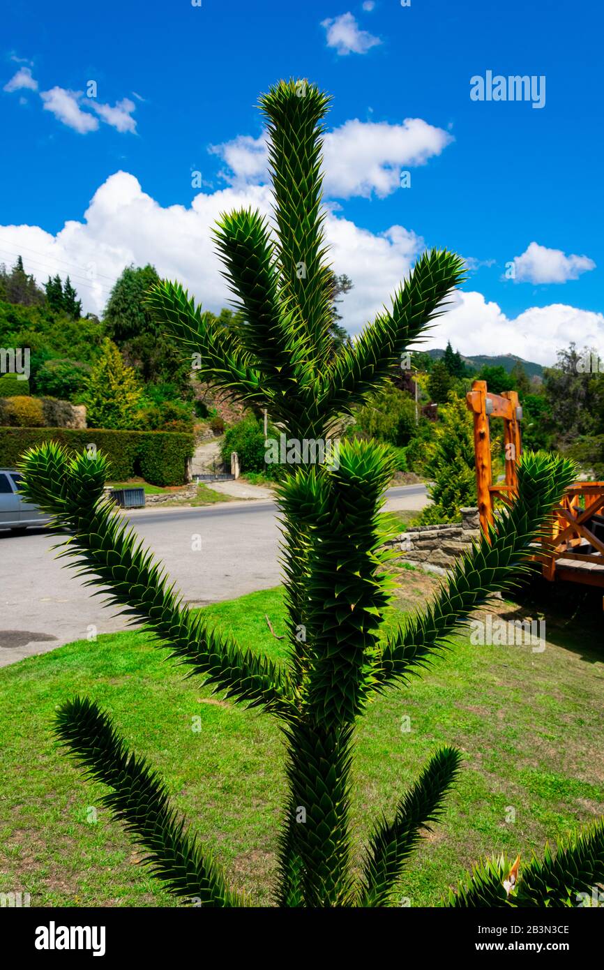 View of an Araucaria tree in Bariloche, Argentina Stock Photo - Alamy