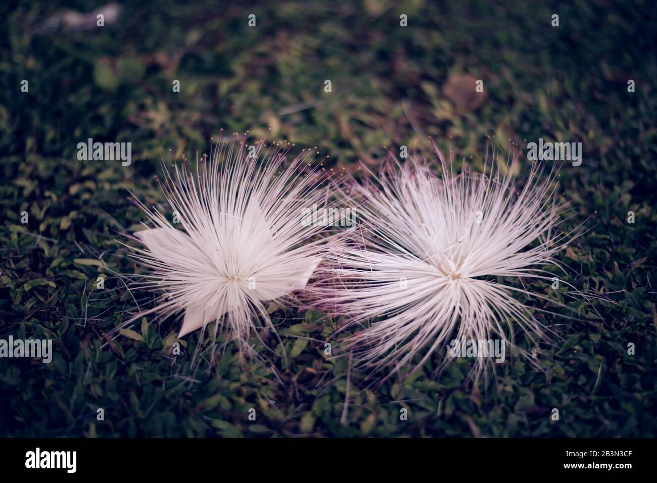 Flower of Barringtonia asiatica, fish poison tree, putat or sea poison ...