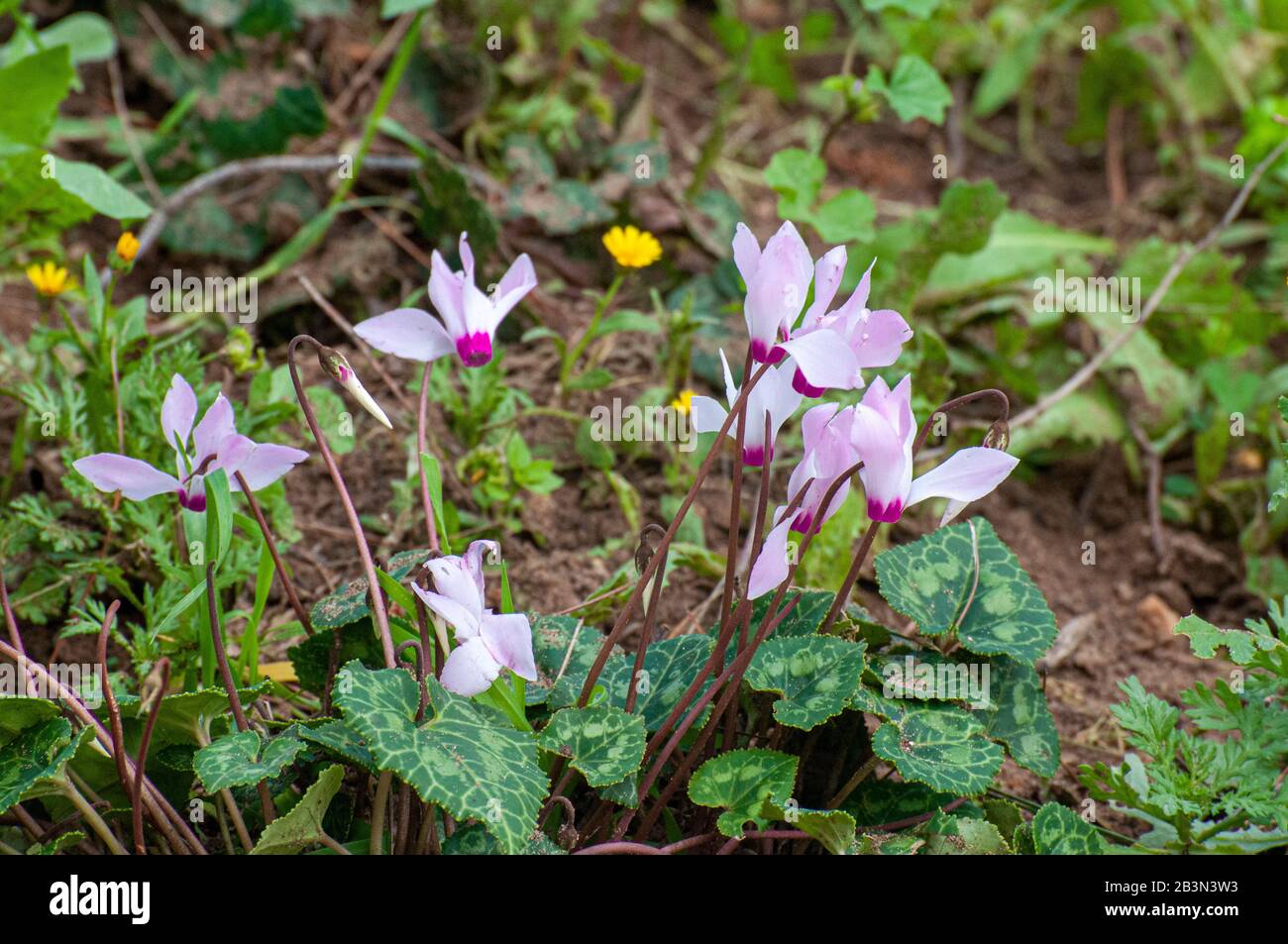 wild Cyclamen persicum, the Persian cyclamen, blooming in a private ...