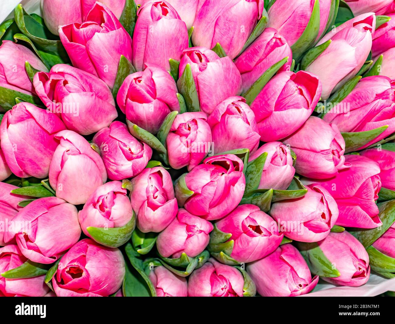 Festive bouquet of flowers of pink tulips for Mother's Day Stock Photo ...