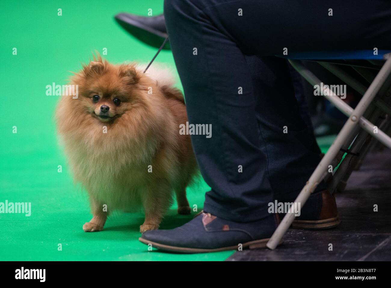 A Pomeranian waits to be judged at the Birmingham National Exhibition ...