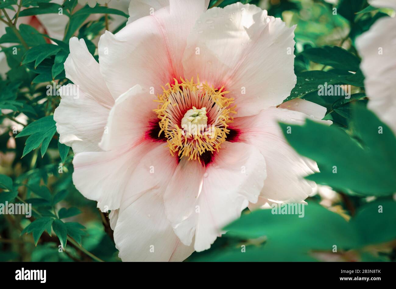 Floral wallpaper with Beautiful gentle pink peony flower growing in the ...