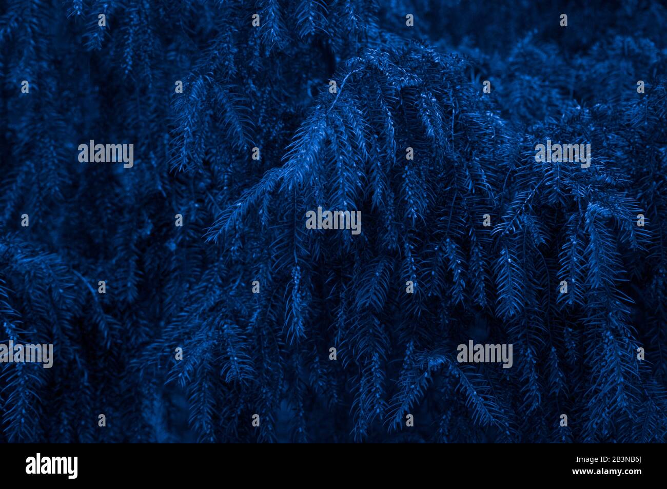 deep blue spruce branches background, macro photo,. Forest nature ...