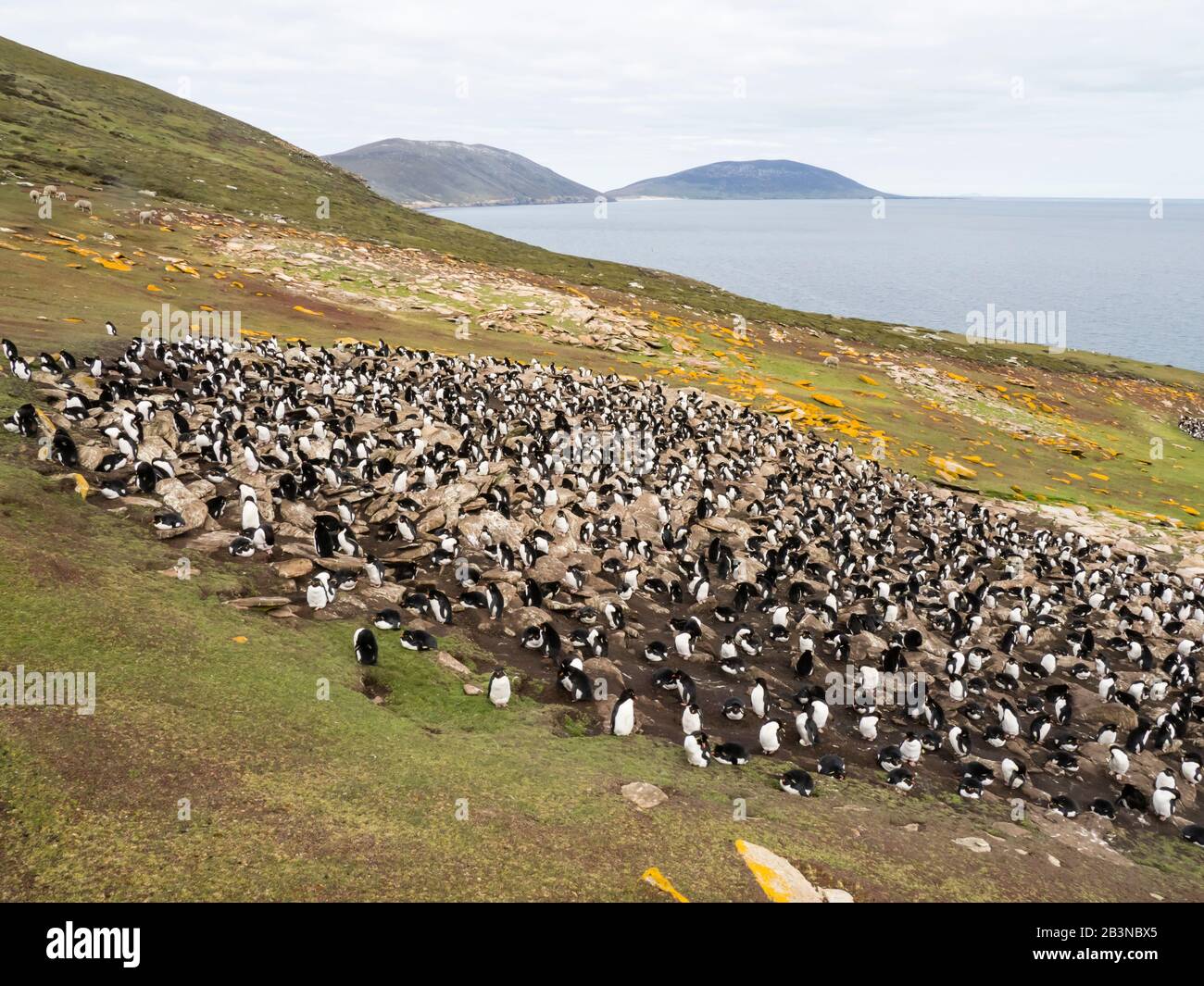 Southern rockhopper penguin breeding colony (Eudyptes chrysocome), on ...