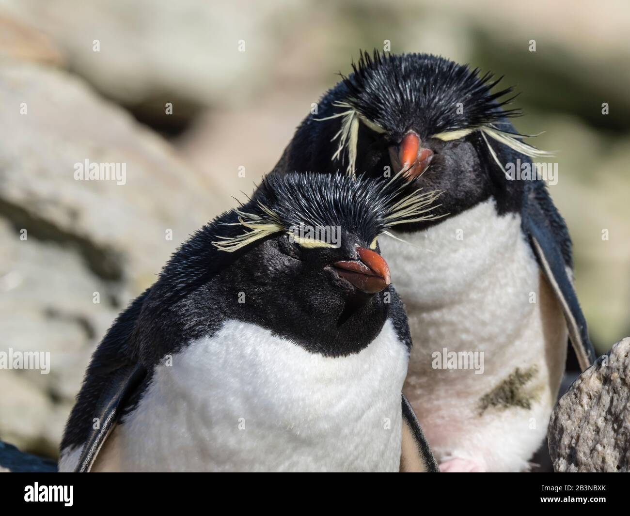 Adult southern rockhopper penguins (Eudyptes chrysocome) on New Island ...