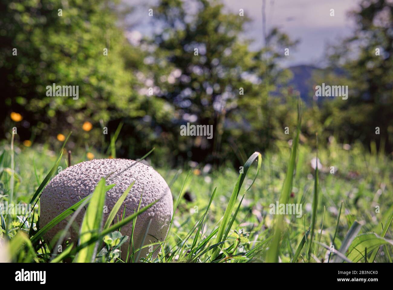 Puffball flower hi-res stock photography and images - Alamy