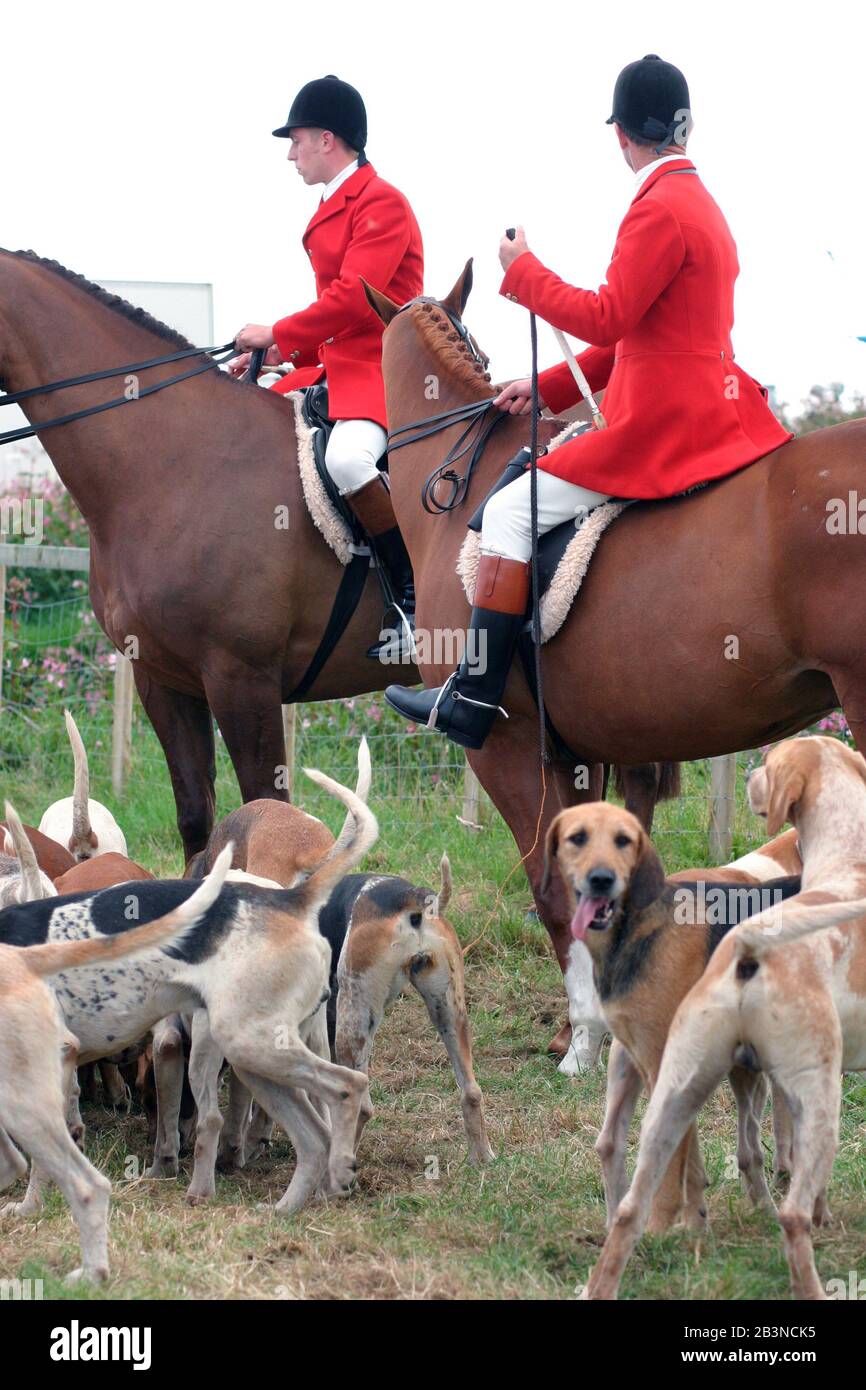 Pack for fox hunting hi-res stock photography and images - Alamy