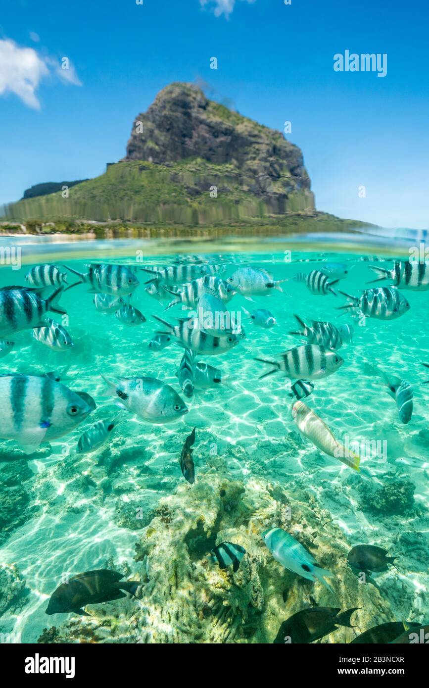 Tropical fish under the waves along the tropical coral reef, Le Morne ...