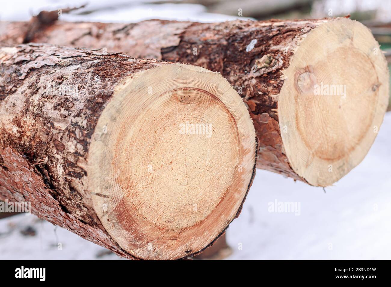 Trees annual rings, nature texture, tree stump Stock Photo - Alamy