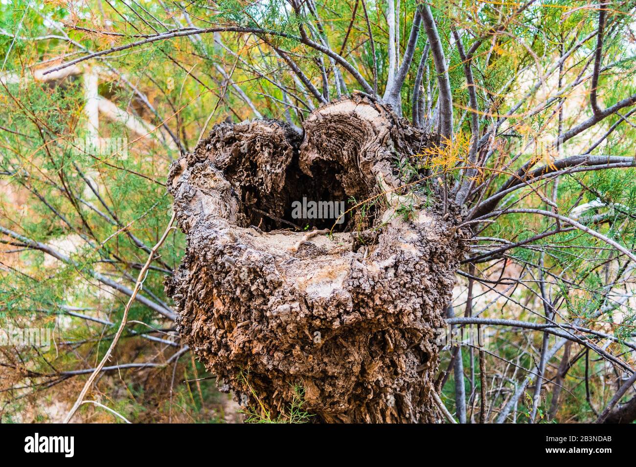Old live tree trunk, full of flowering branches Stock Photo - Alamy