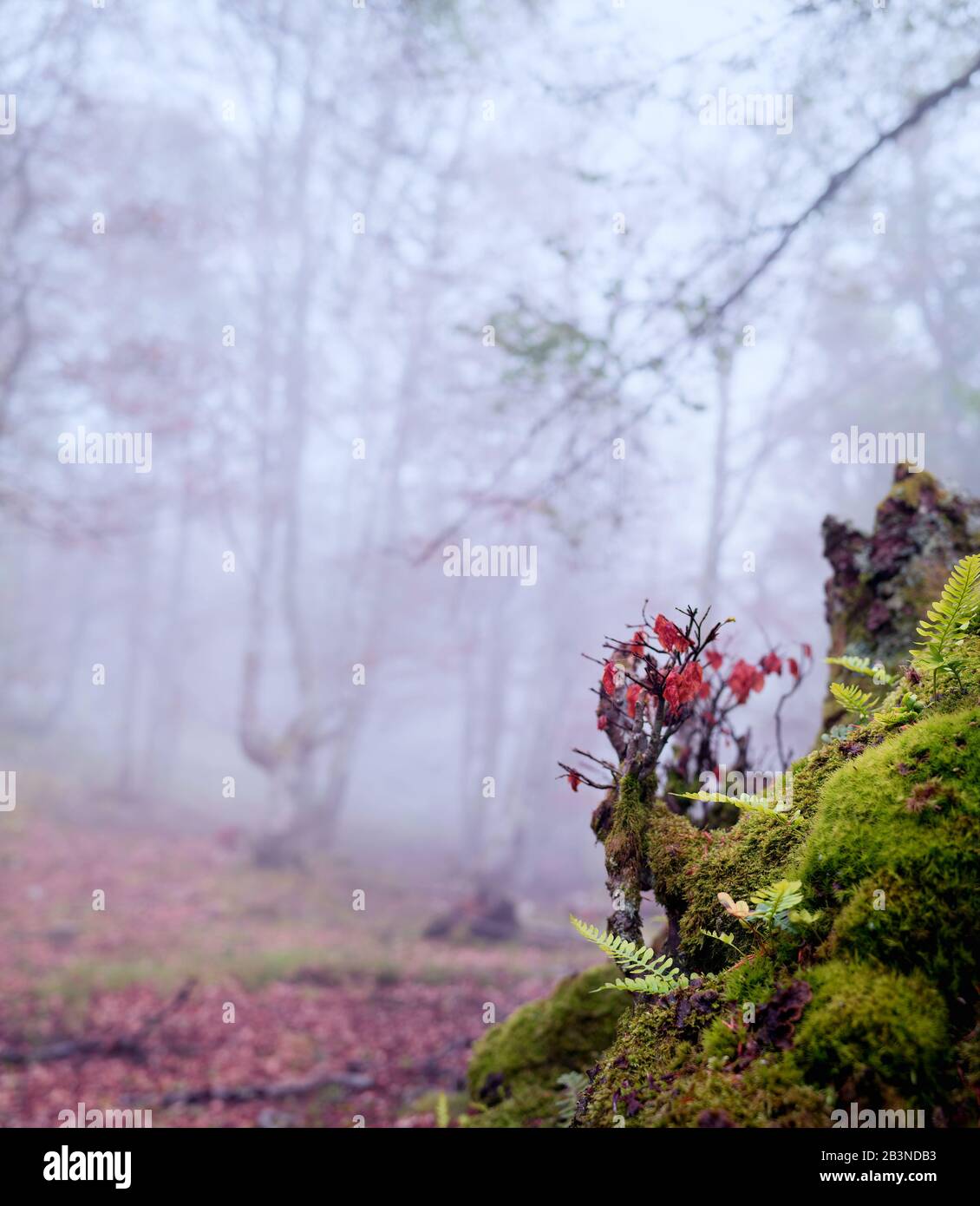 Fog collection hi-res stock photography and images - Alamy