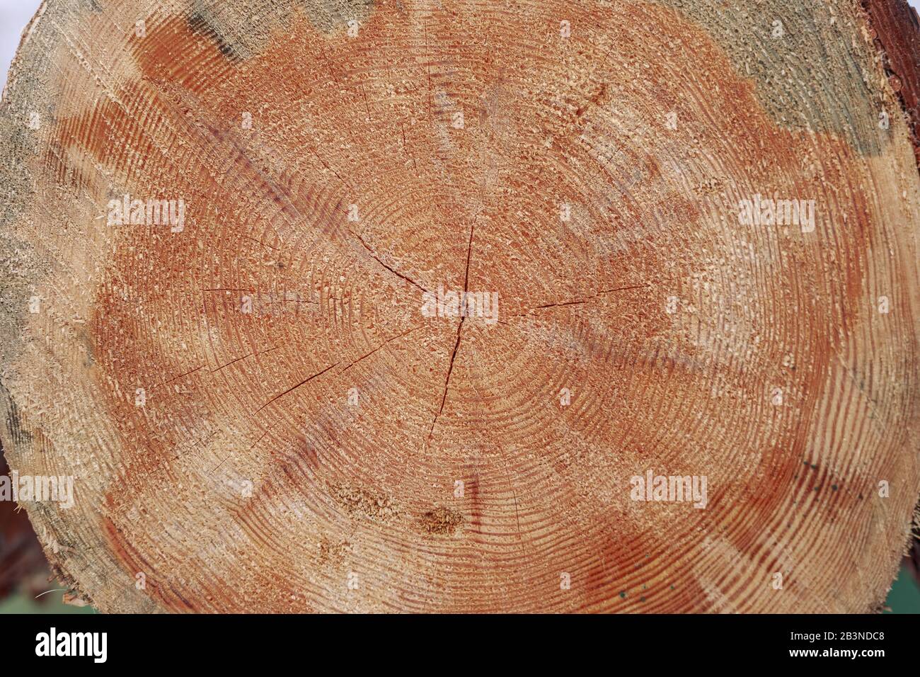 Trees annual rings, nature texture, tree stump Stock Photo - Alamy