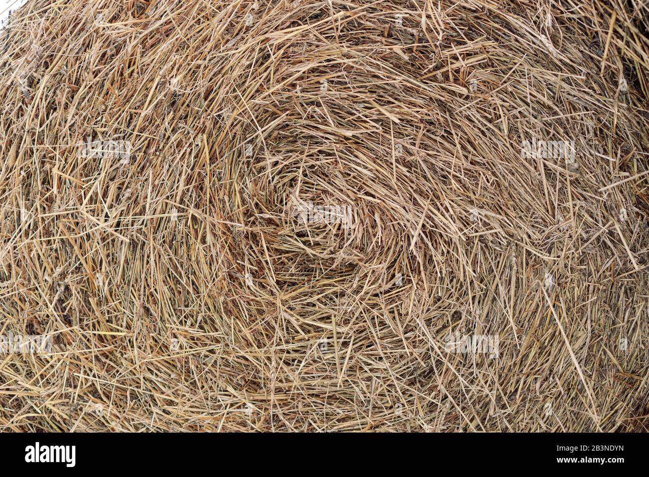 A pile of hay. Hay straw background texture Stock Photo - Alamy