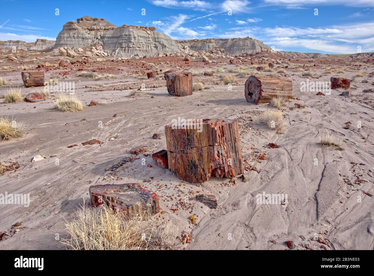 Shattered pieces of petrified wood in a sandy wash in the Jasper Forest ...
