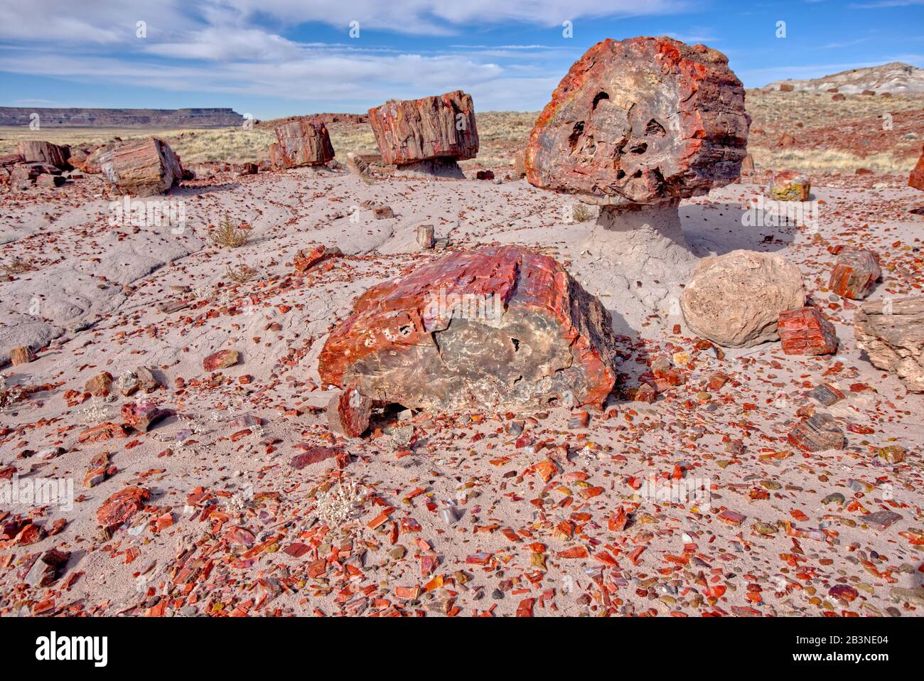 Shattered pieces of petrified wood in a sandy wash in the Jasper Forest ...