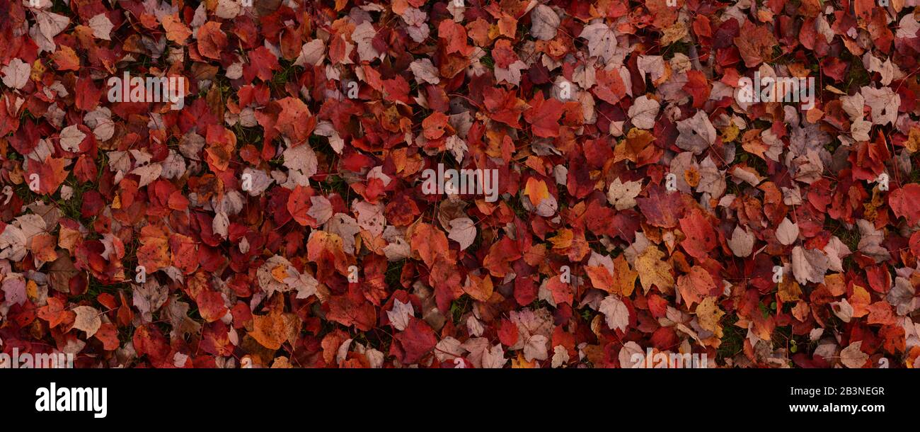 Maple leaves, Maine, New England, United States of America, North ...