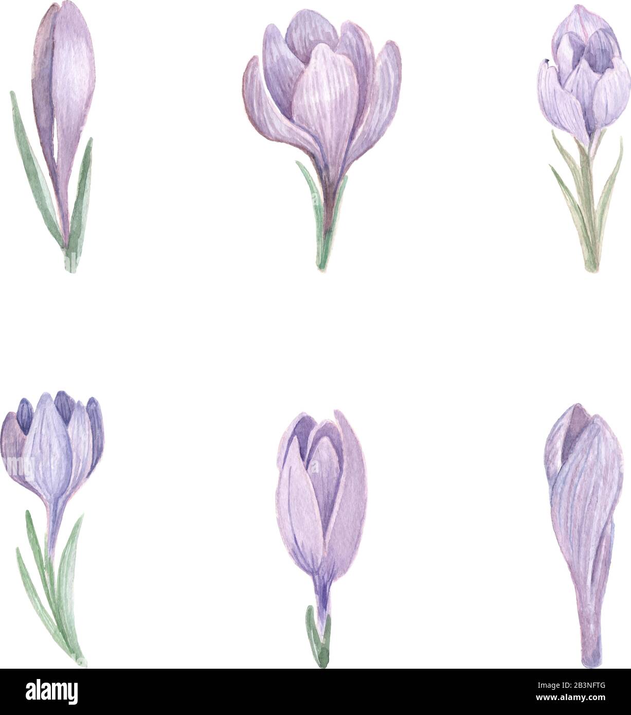 Watercolor crocus flower vector collection on white background Stock ...