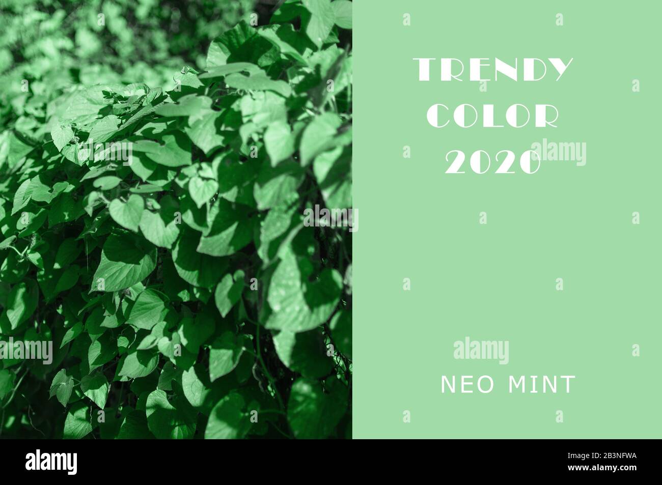 Ivy plant in Neo Mint color. Juicy tones in a new mint color. Abstract ...