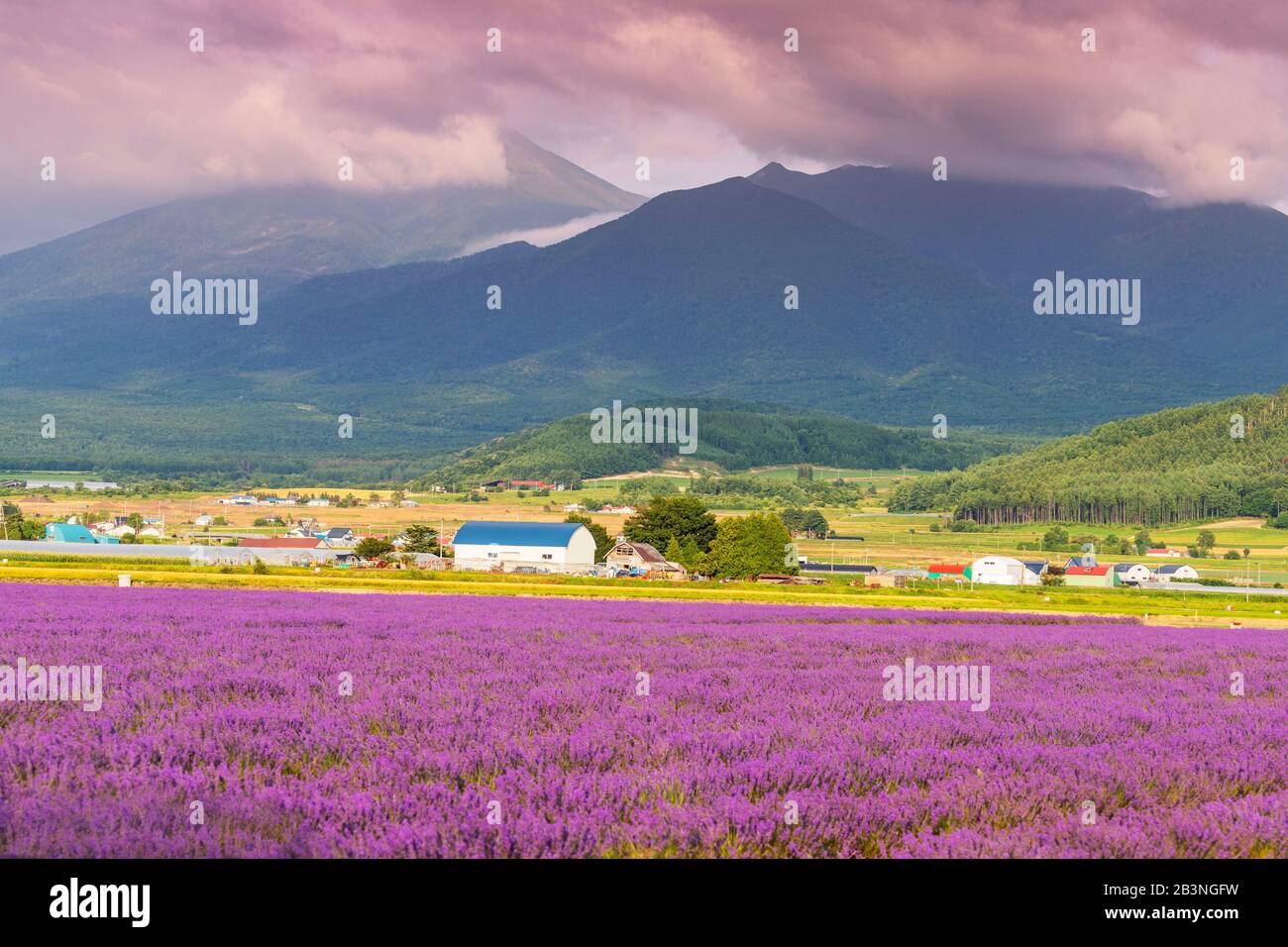 Lavender fields furano hokkaido japan hi-res stock photography and ...