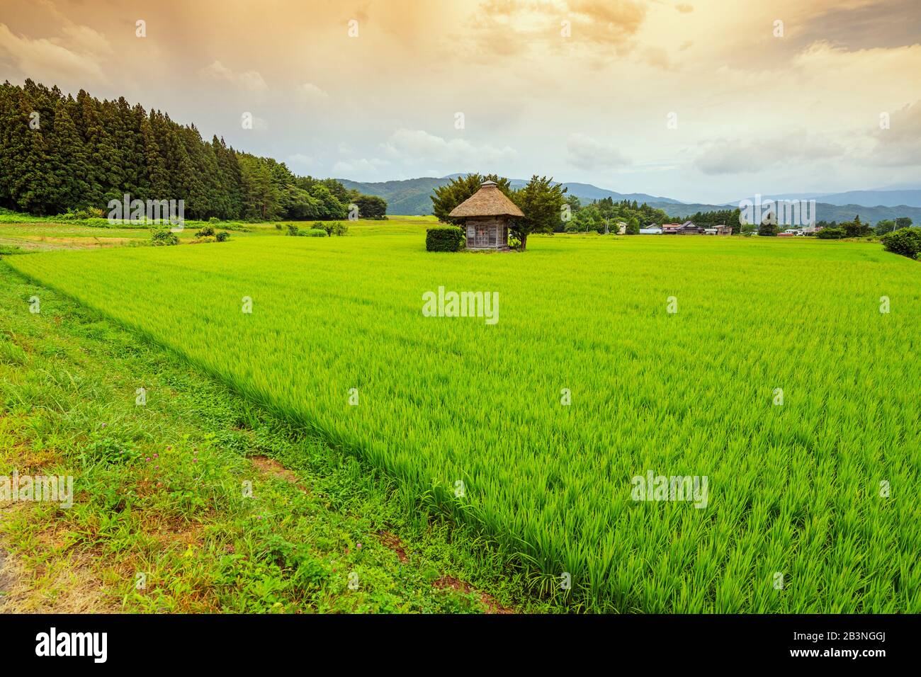 Aragami jinja shrine in a field of canola, Tono City, Iwate prefecture ...