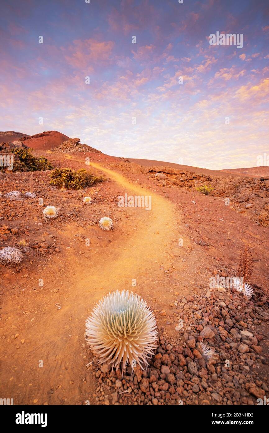 Volcanic landscape, Hawaii silversword (Argyroxiphium sandwicense ...