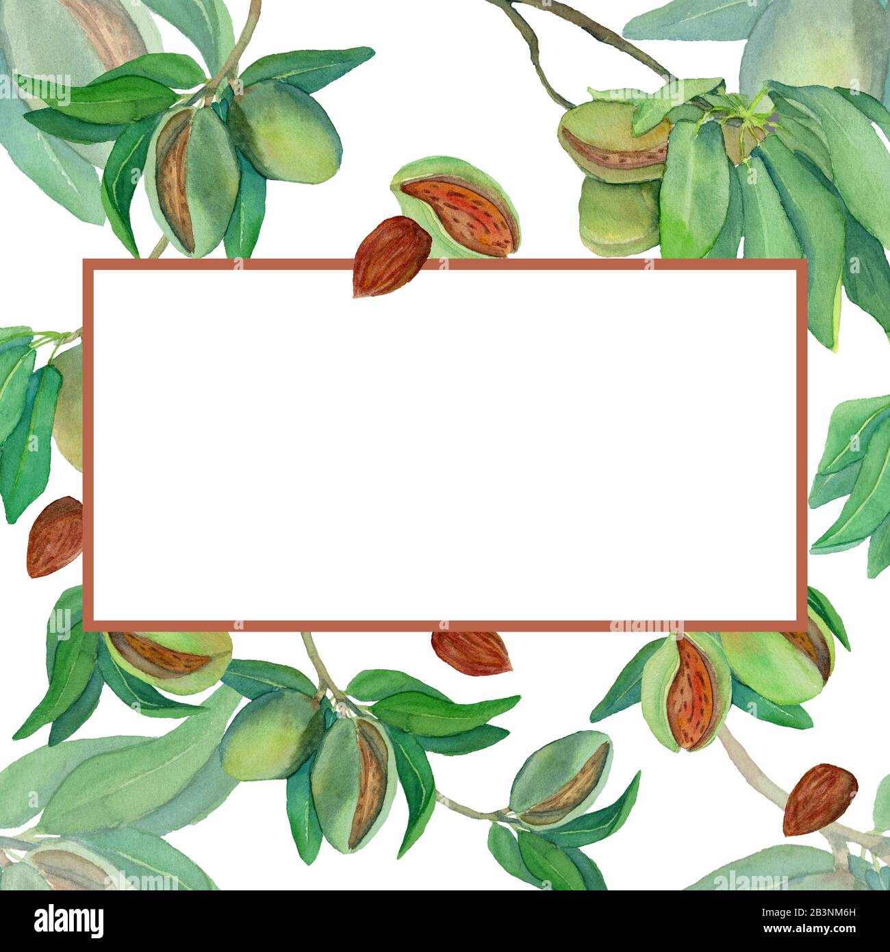 Watercolor almond branches frame, template on white background, just ...