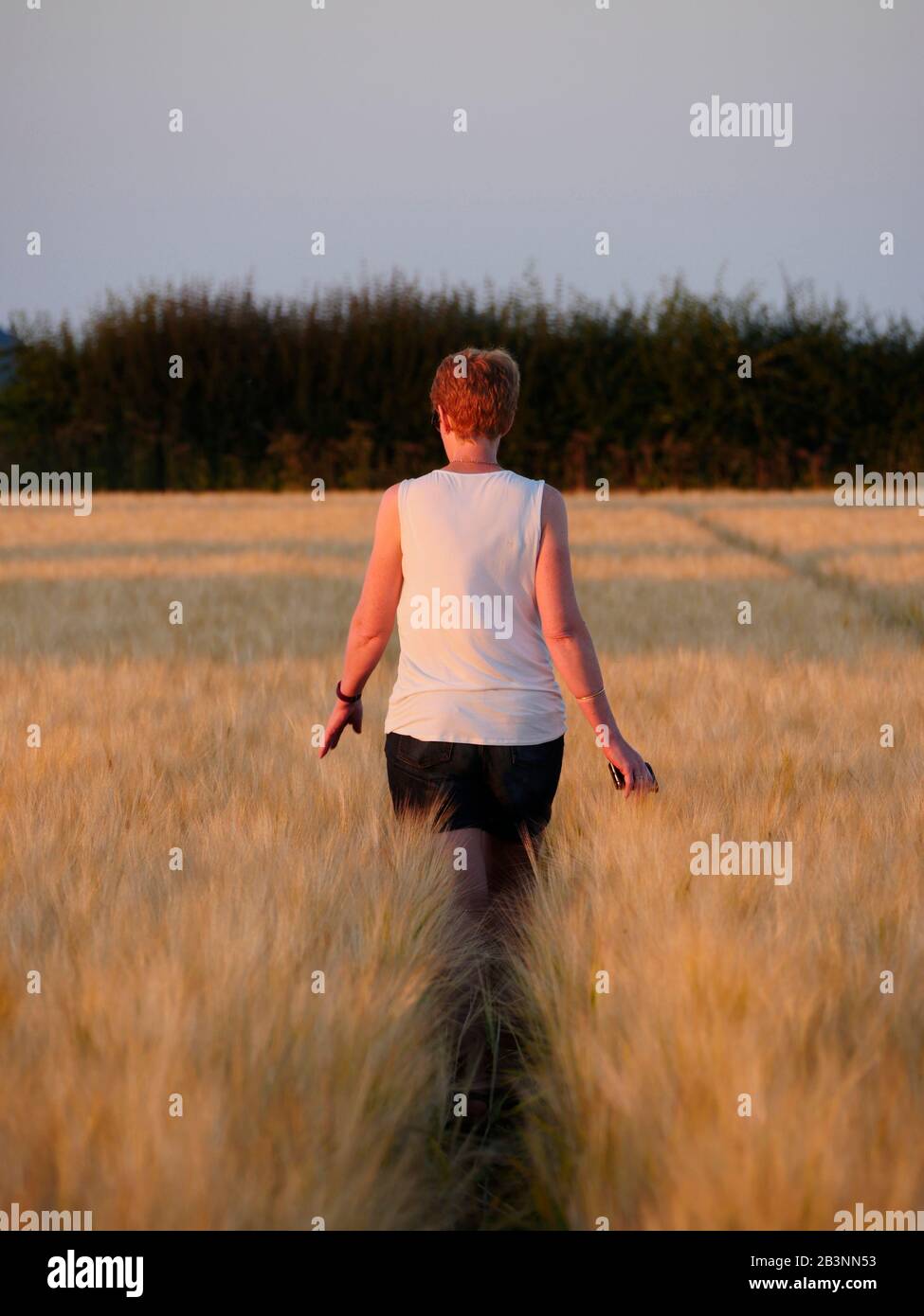 Walking through the tramlines, Barley field being blown in the evening ...