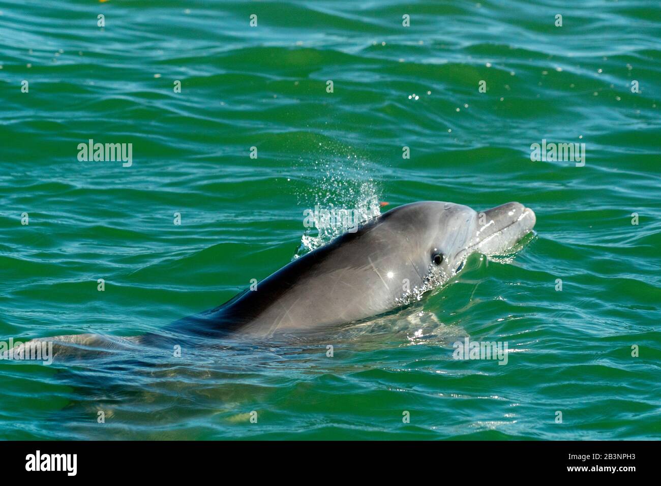 bottlenose dolphin in baja california green waters of magdalena bay ...