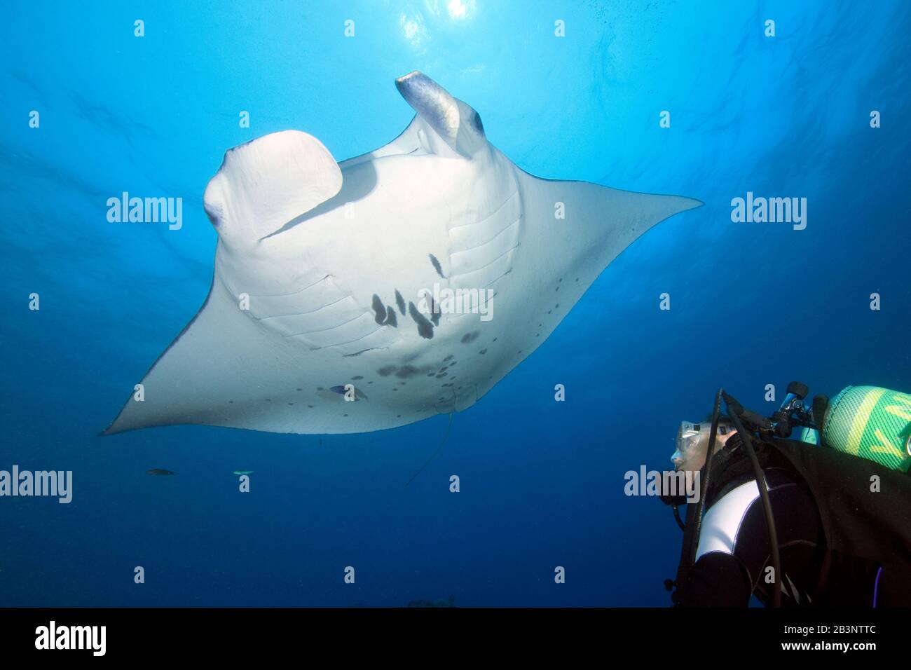 Tauchen baja hi-res stock photography and images - Alamy