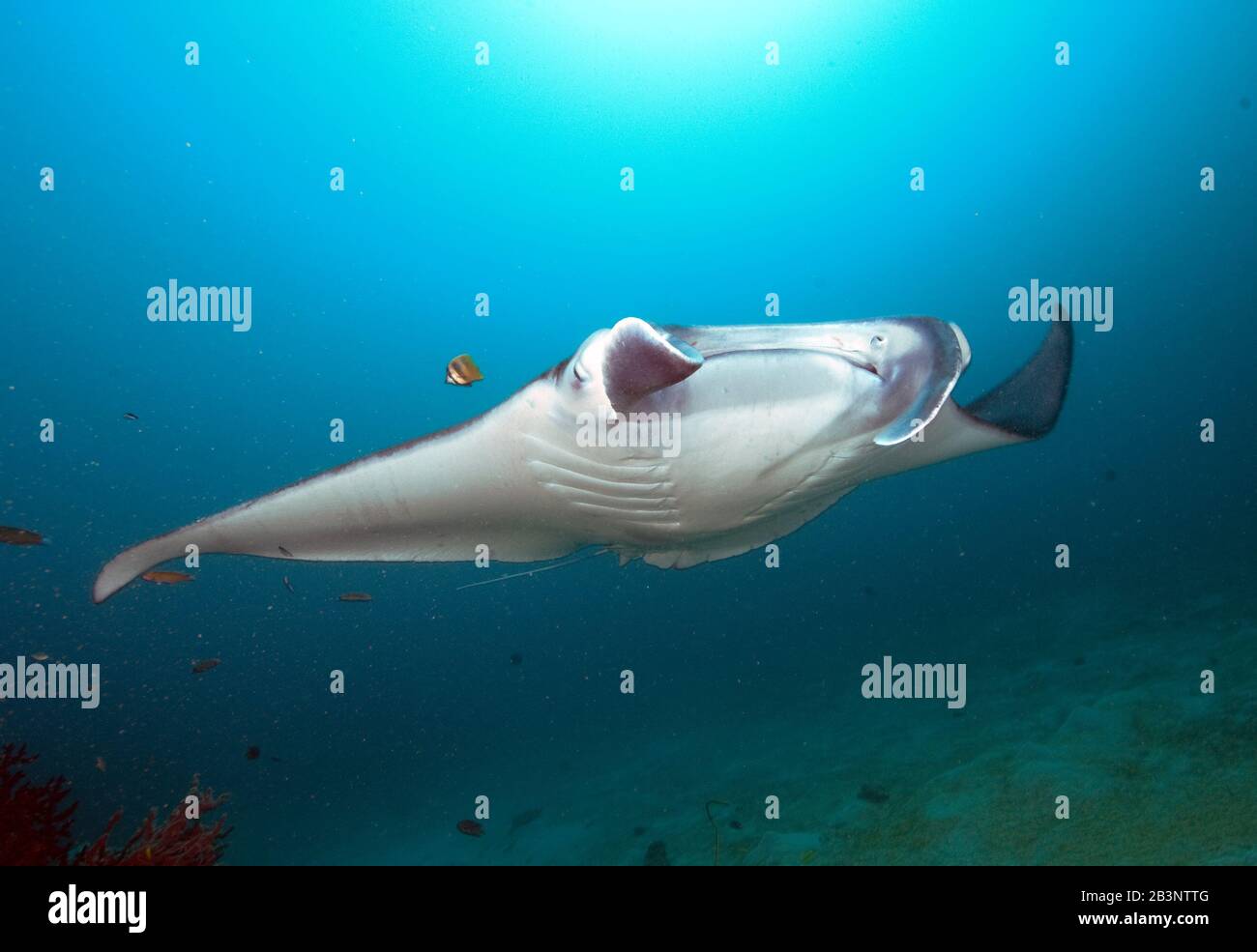 Meerewstier hi-res stock photography and images - Alamy