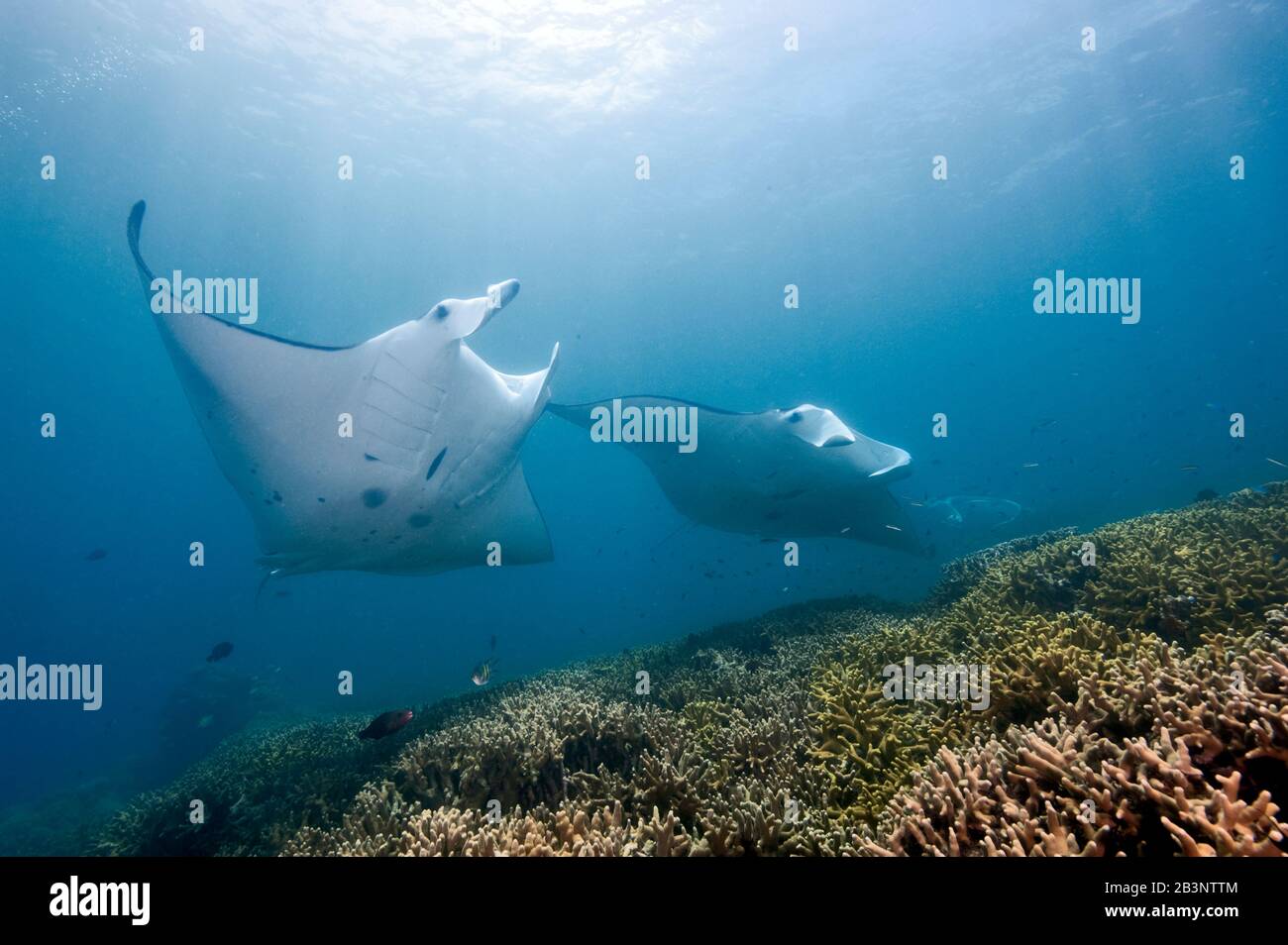 Reef manta ray australia hi-res stock photography and images - Alamy