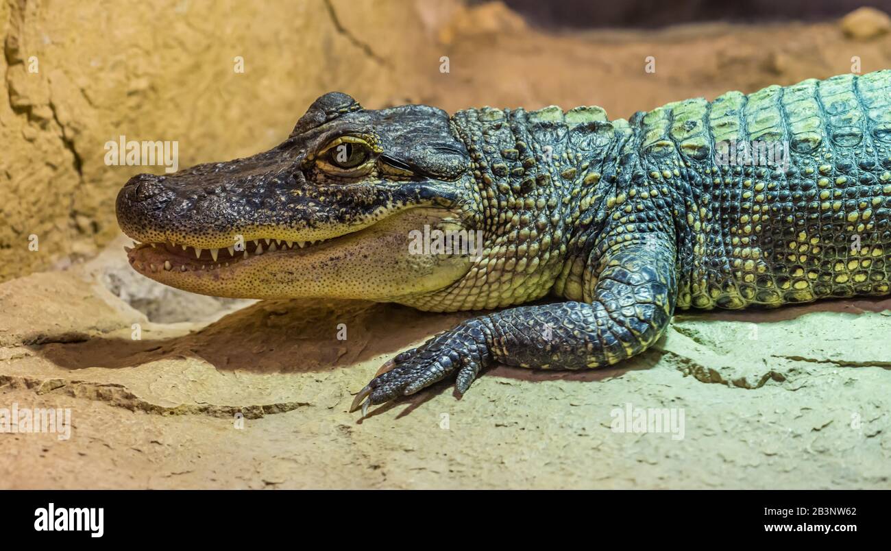 side portrait of middle sized crocodile, in zoo Stock Photo - Alamy