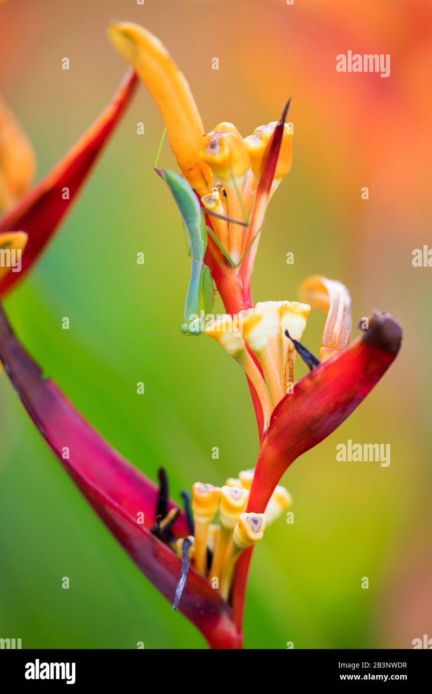 Asian mantis on a flower in Singapore Botanic Gardens Stock Photo - Alamy