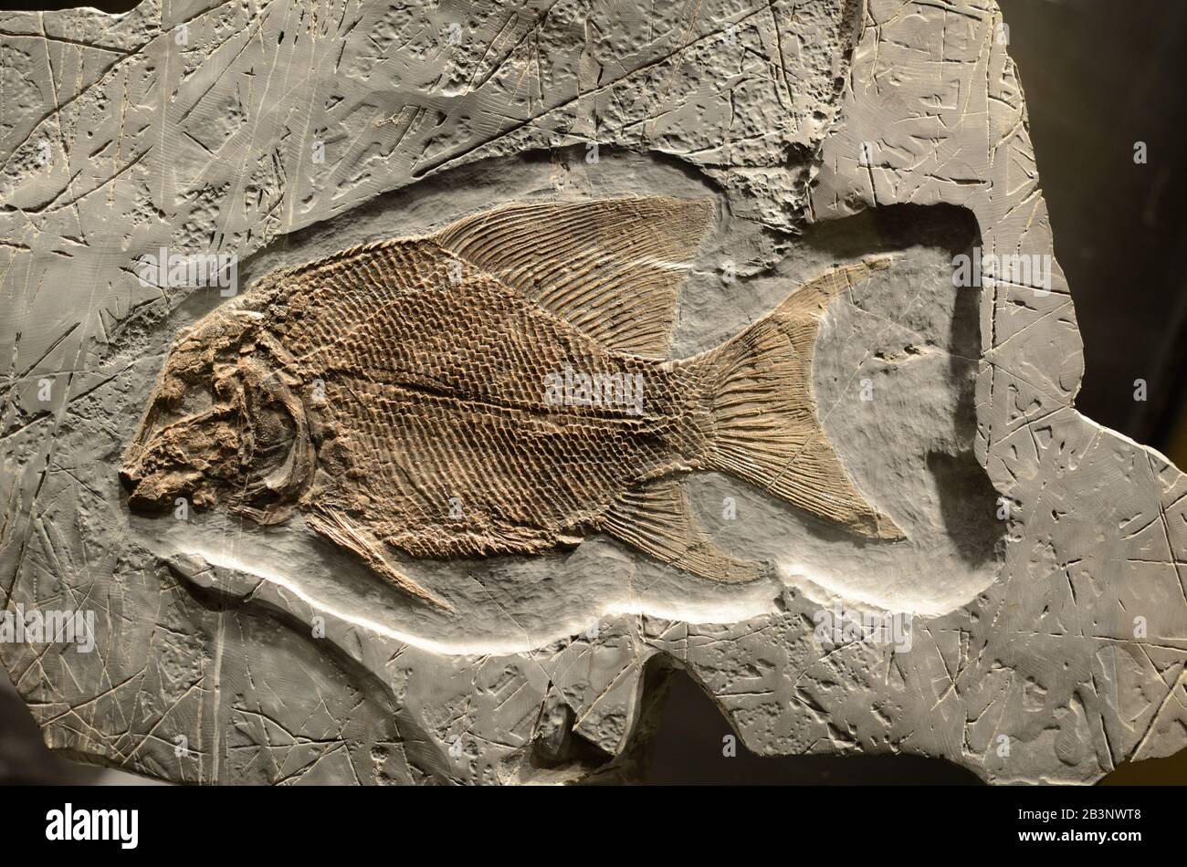 Lepidotus ornatus hi-res stock photography and images - Alamy