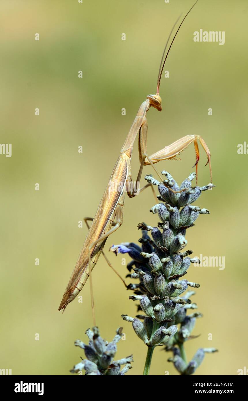 Brown Female Praying Mantis