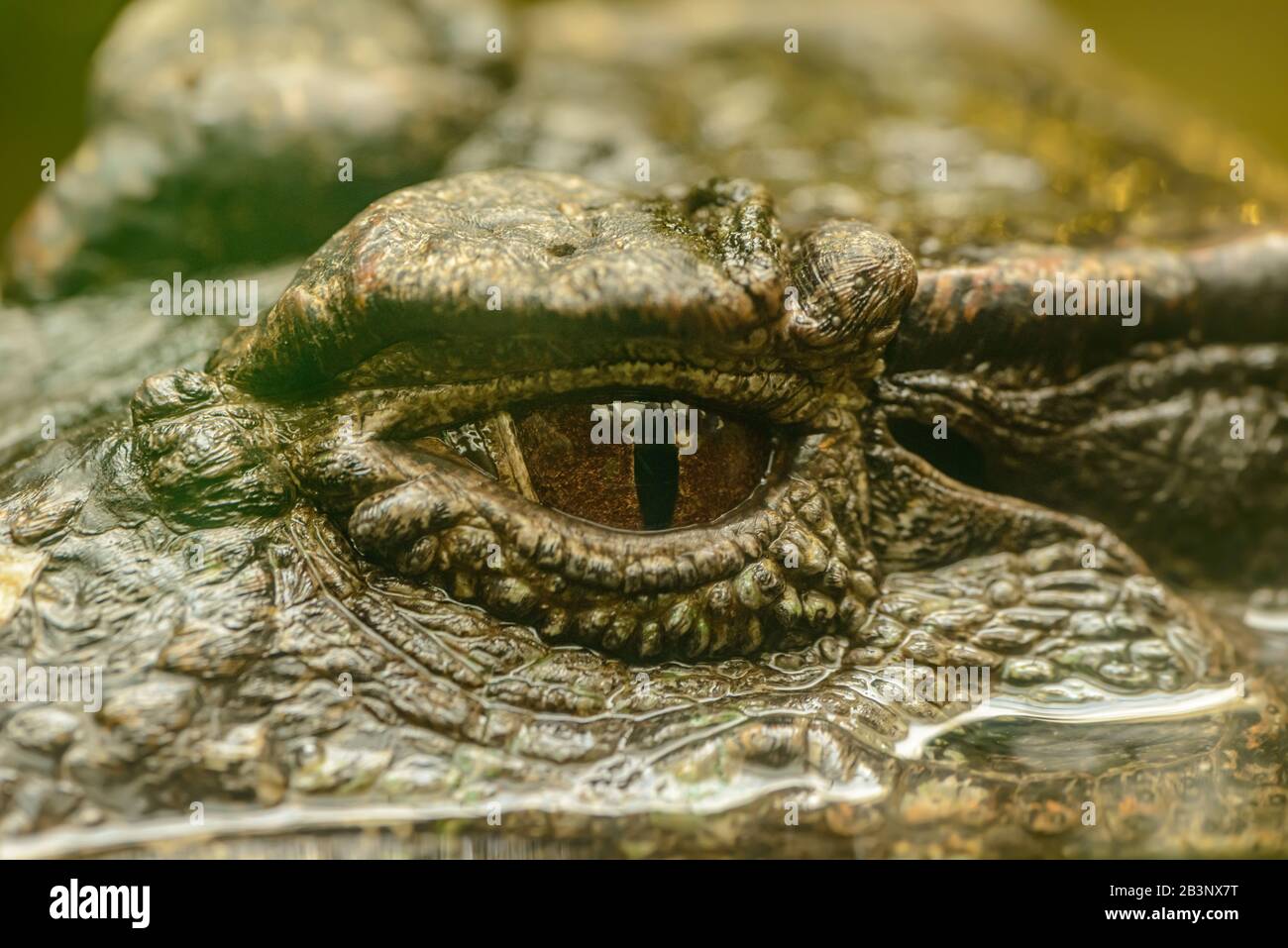 detail of an eye of crocodile in zoo Stock Photo - Alamy