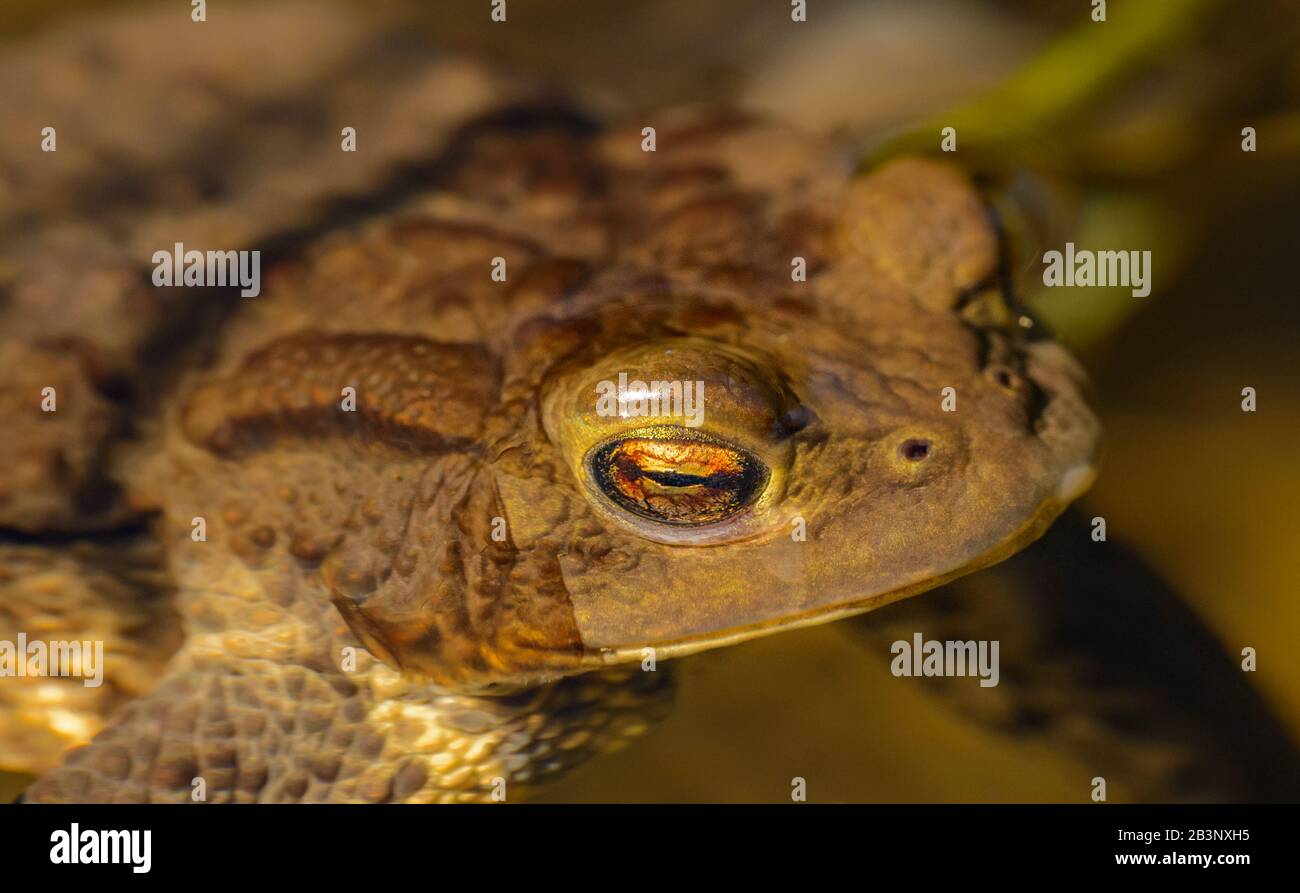 Toad in detail hi-res stock photography and images - Alamy